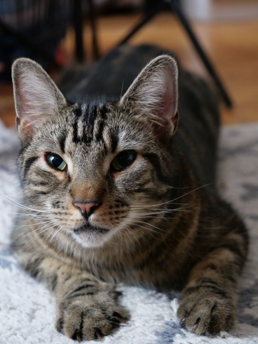 A Story of What It's Like to Have a Cat | Irony of Life
